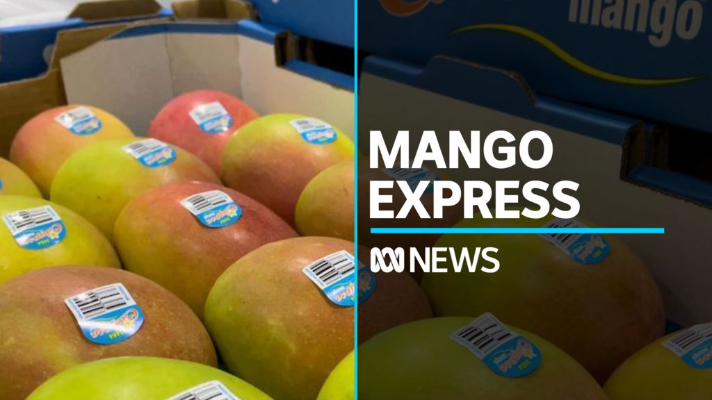 New express route into Asia for Aussie mangoes - ABC News