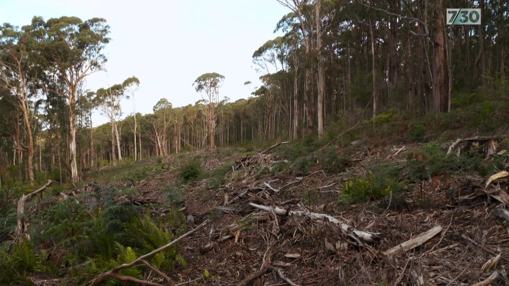 Victoria ceasing native logging puts pressure on Tasmanian sawmills ...