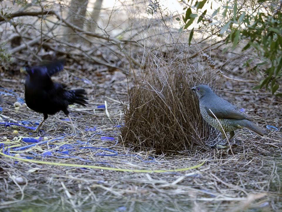 Bowerbirds building booty bases in backyards treat neighbours to ...