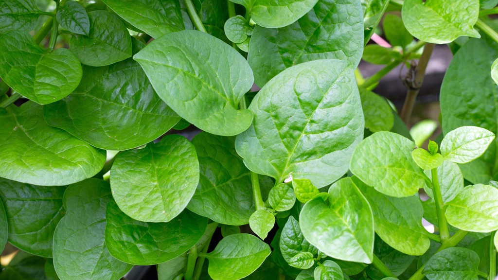 Malabar Greens | Ceylon Spinach - Gardening Australia