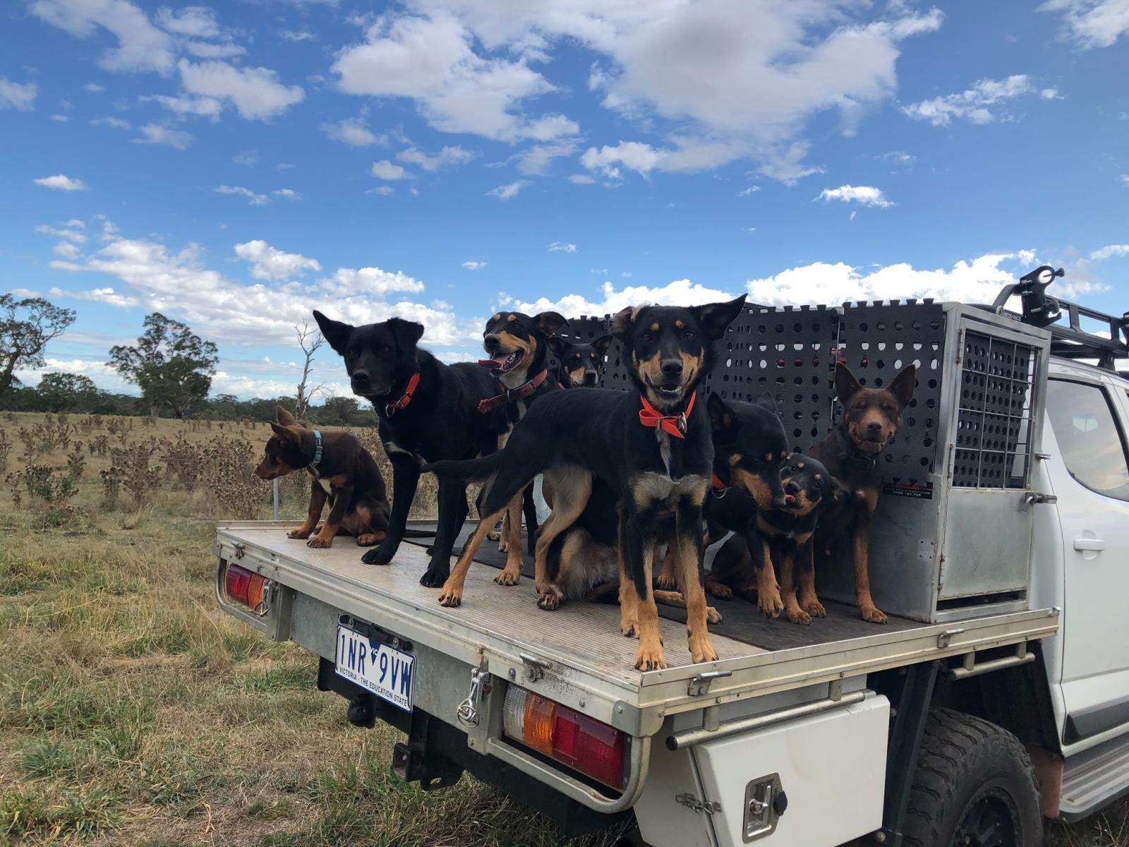Farmer's bond with dogs a vital lesson to Australians isolated from ...