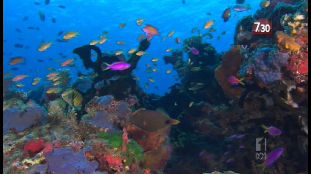 Does resources boom affect Great Barrier Reef? - ABC News