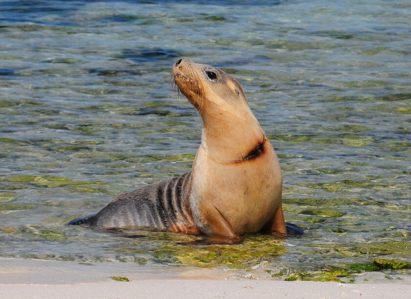 Sea lion rescued - ABC News