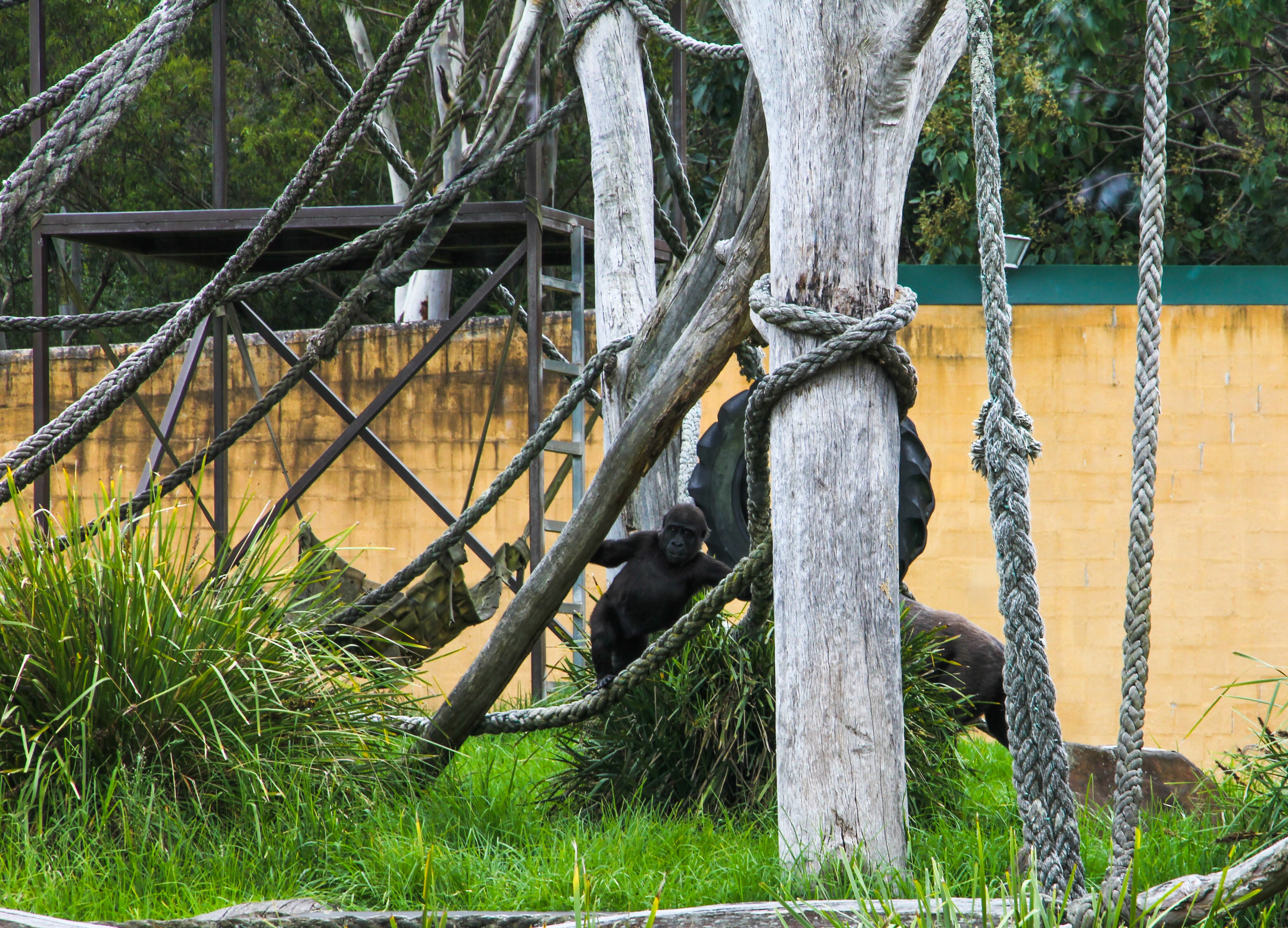 Zookeeper's joy after baby gorilla born 'without drama' at Mogo ...