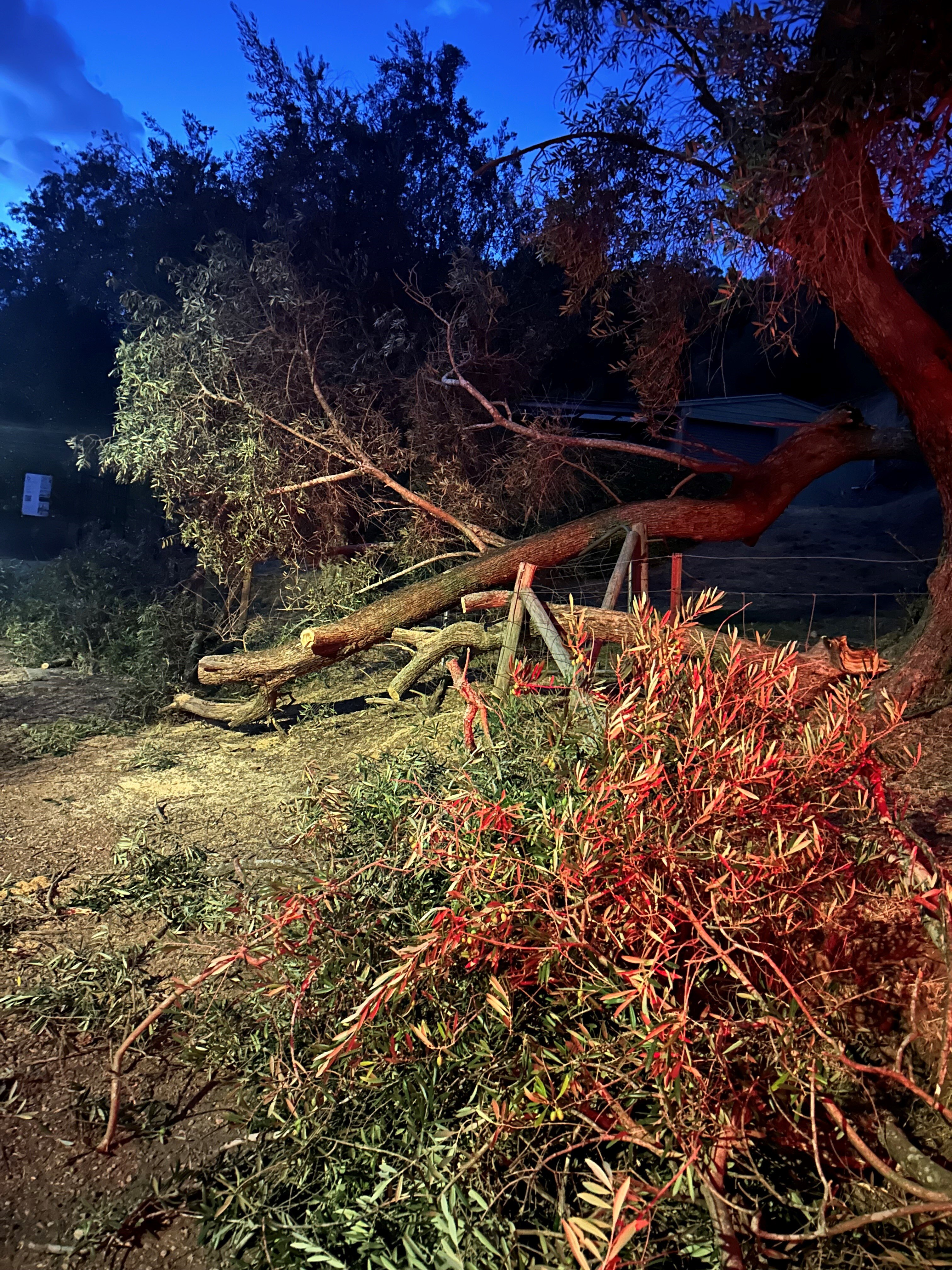 Tree branches fall in Prospect, Hallett Cove & Waterfall Gully as SES ...