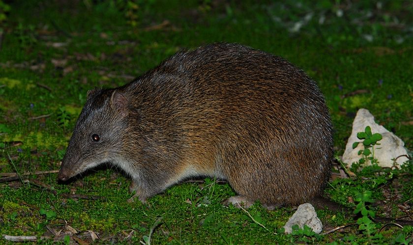 'Digging mammals' protecting the environment - ABC listen