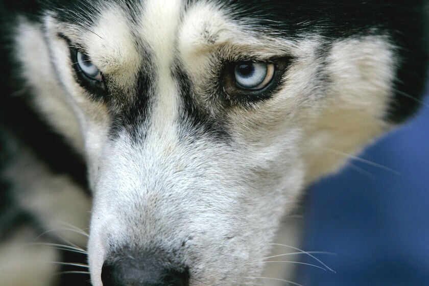 Baby-killing husky to be put down - ABC News