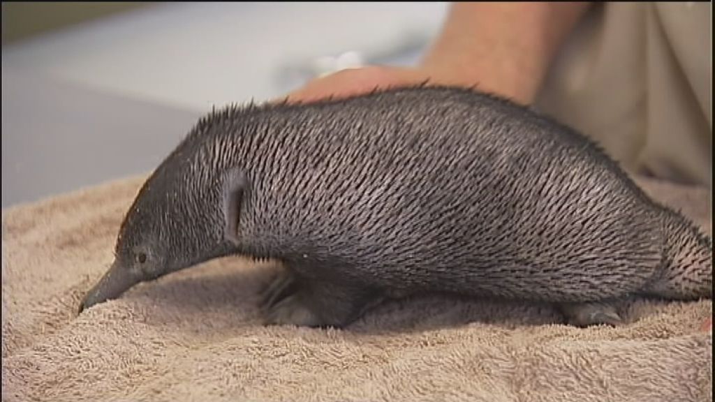 Echidna breeding program has four new puggles - ABC News
