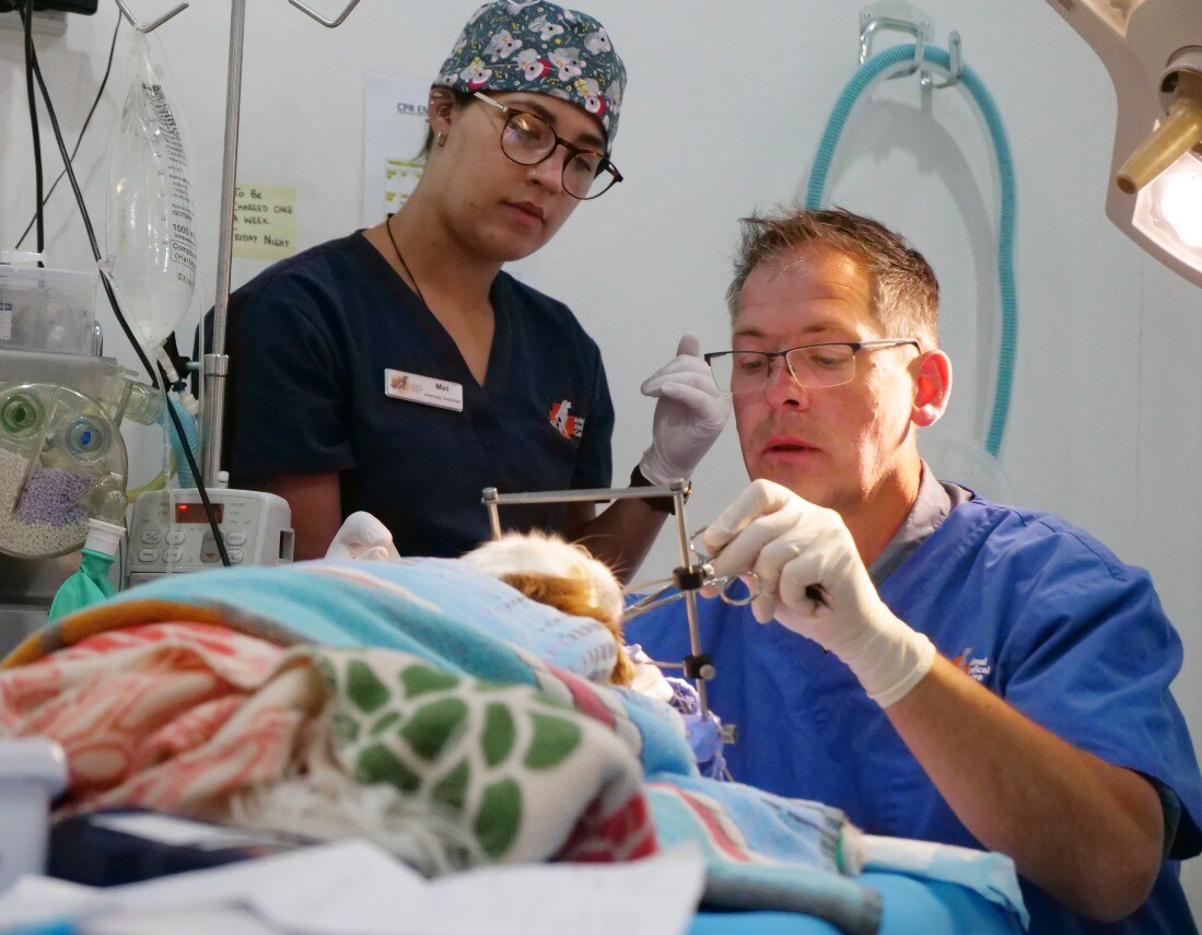 Fears changes to after-hours animal care in Tasmania will shift burden ...