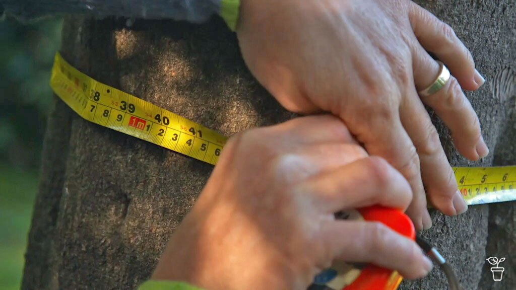 Top Tip | Tree Protection Zones - Gardening Australia
