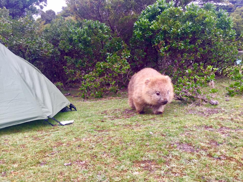 Maria Island is known for care-free animals, but without human visitors ...