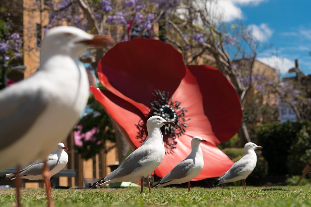 Seagull photography a patient game of waiting, watching and lying ...