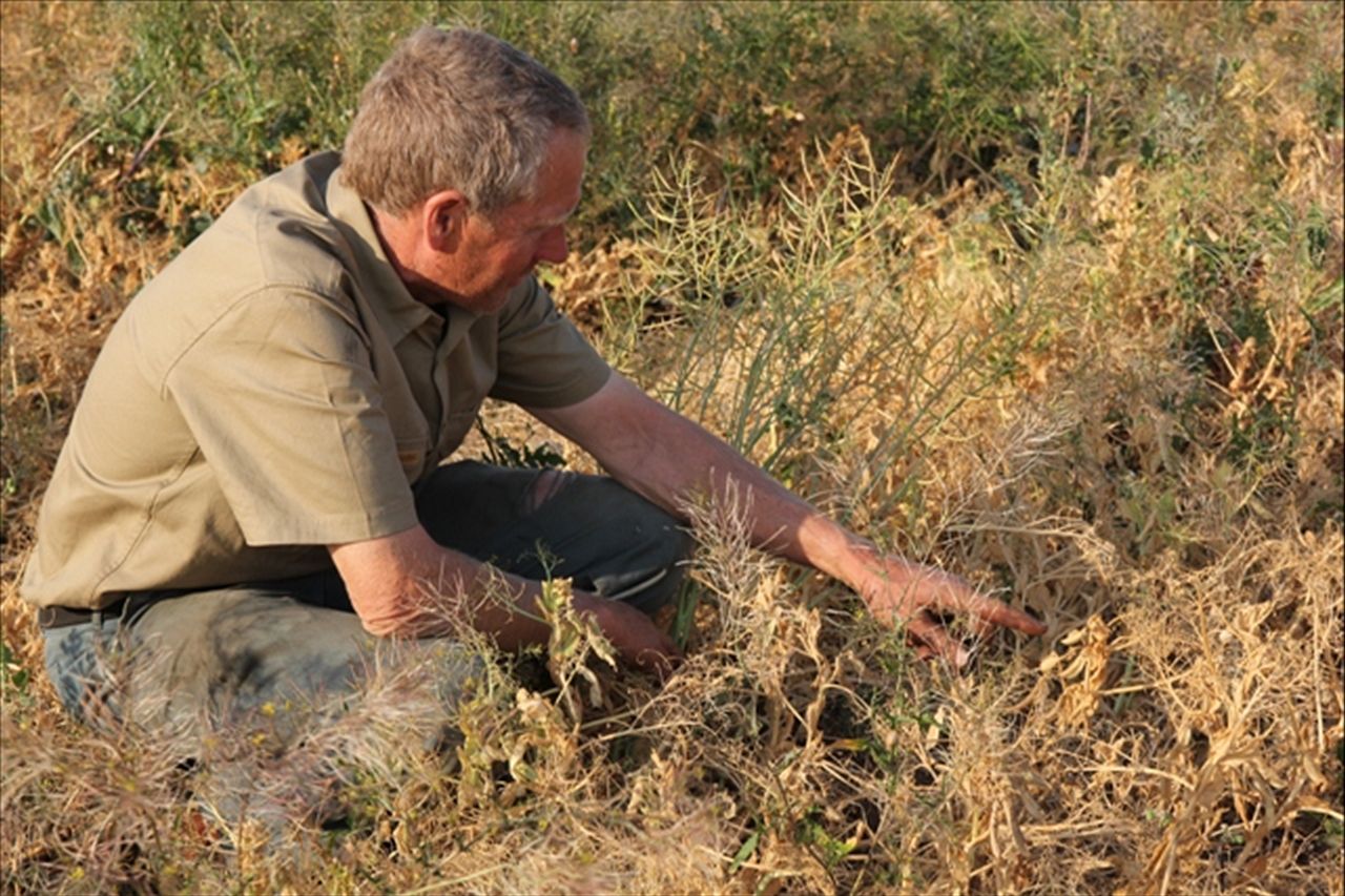 War on snails in South Australia - ABC News