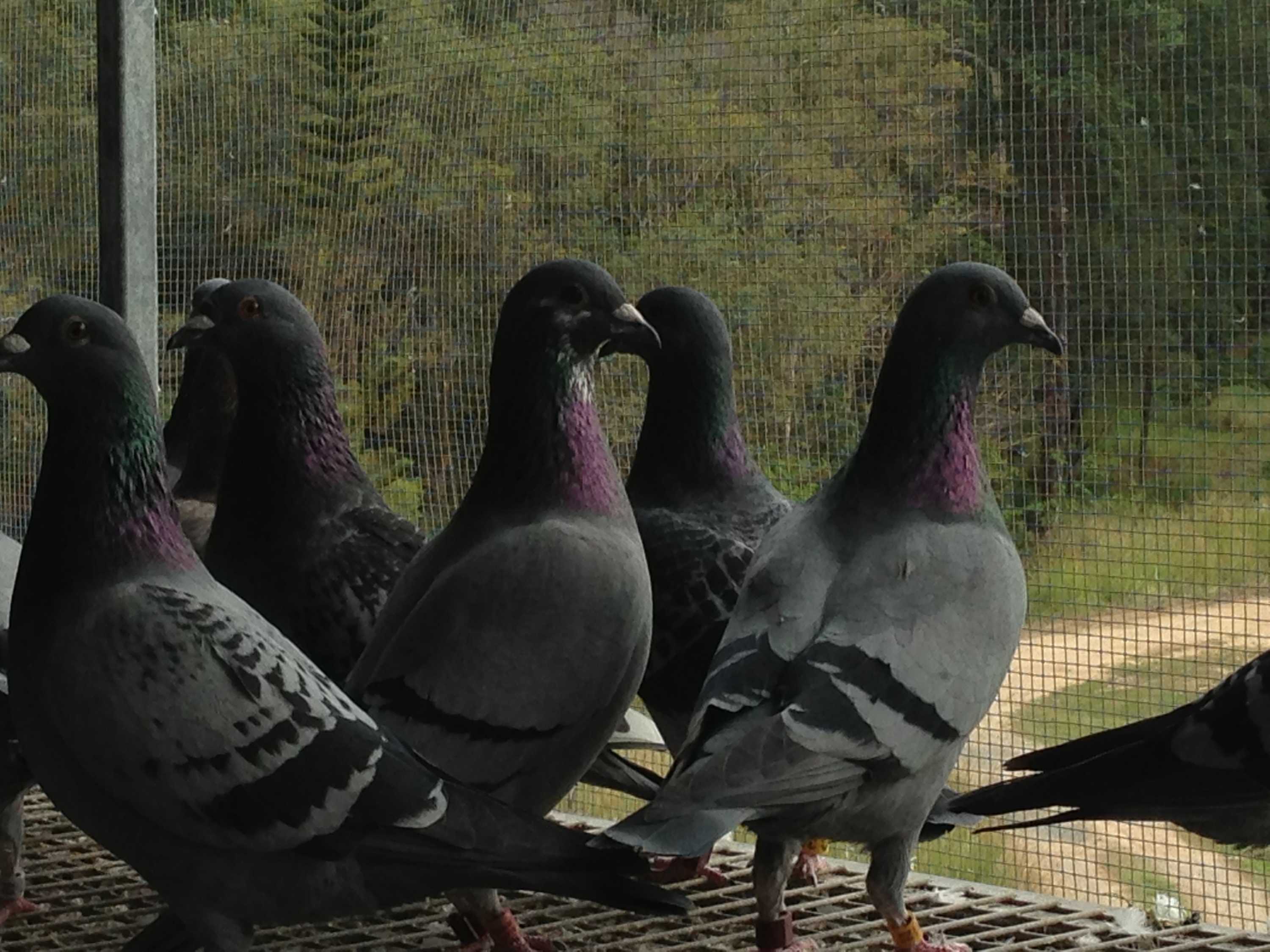Pigeons set to fly high in Gold Coast racing series - ABC News