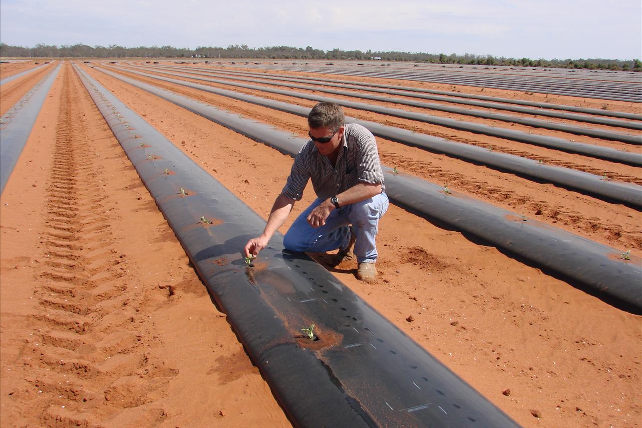 Strong winds damage crops in Hillston - ABC News