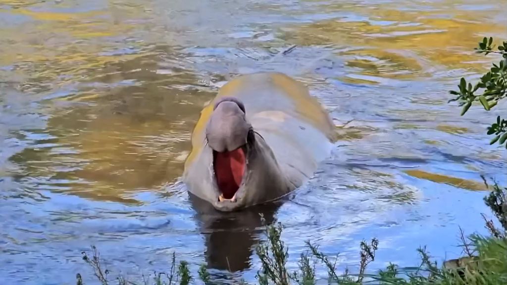 Sammy the elephant seal in Portland - ABC News