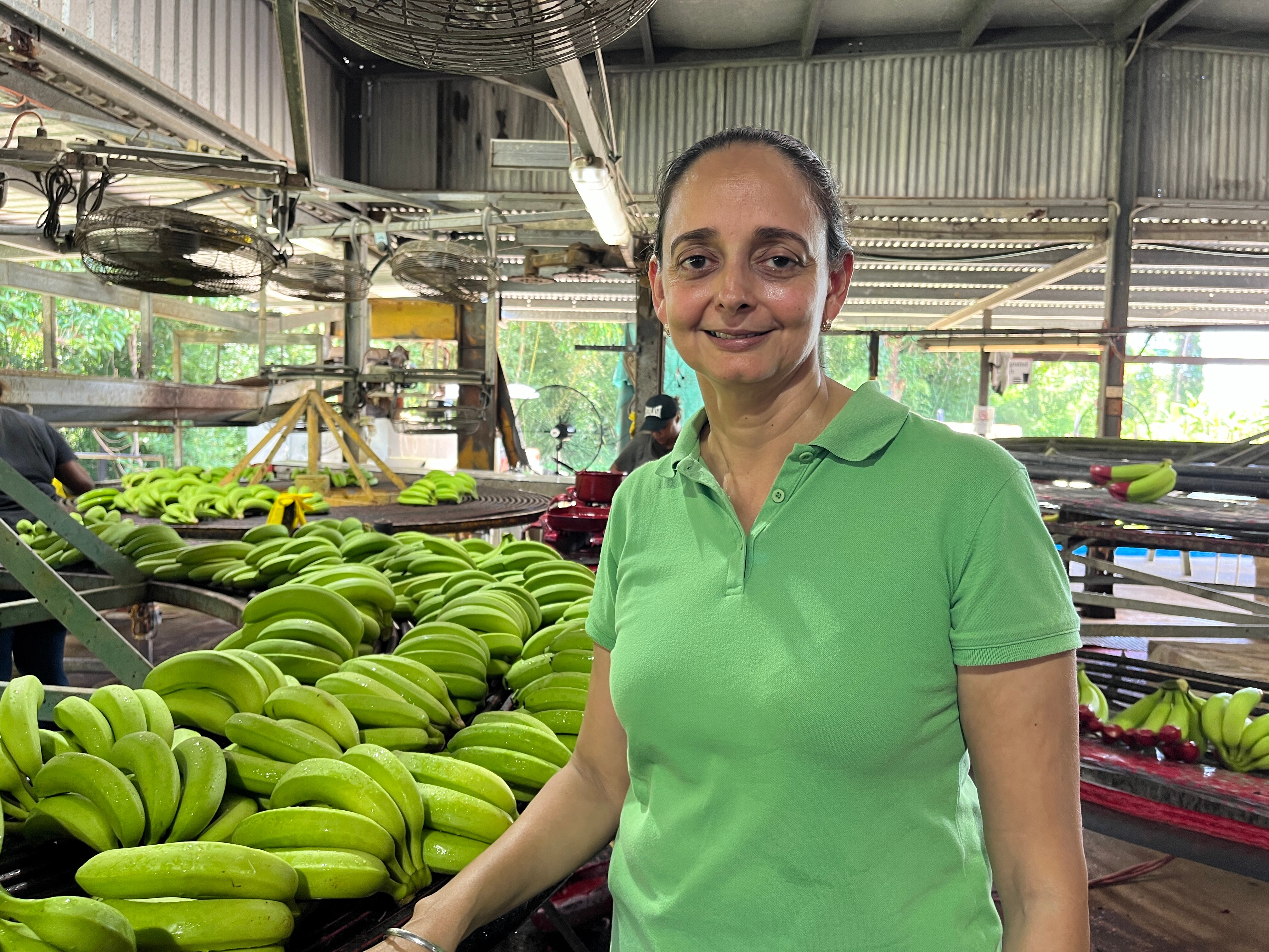 Supermarkets promote cyclone-affected bananas in Queensland as farmers ...