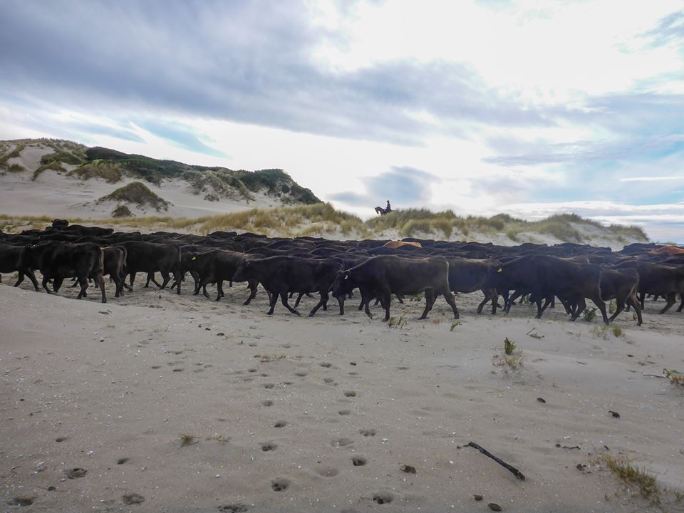 Big wind farm plans for Robbins Island in Tasmania's north west - ABC ...