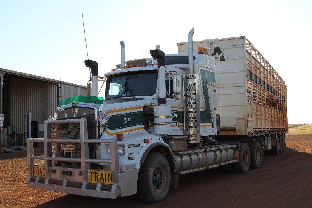 Truck driving during the Northern Territory cattle muster - ABC News