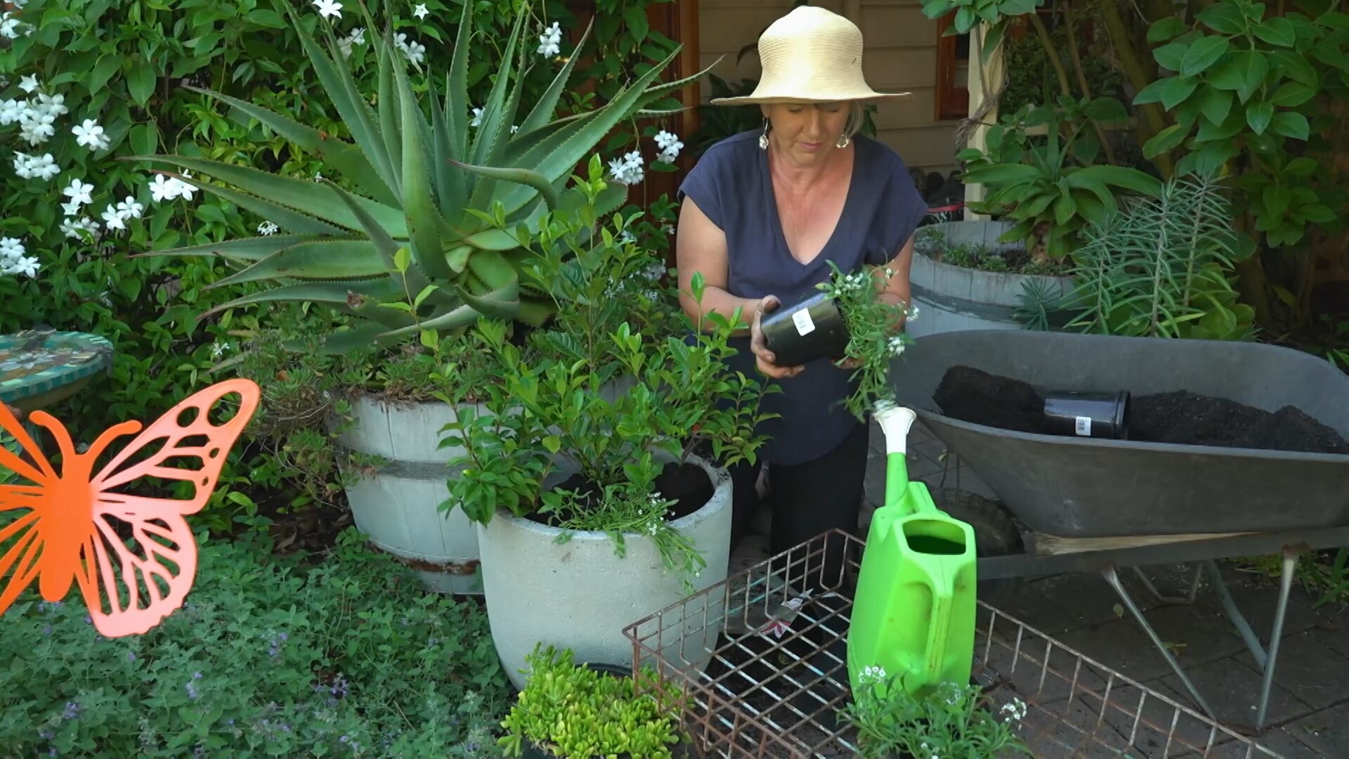 Plant night-flowering plants to feed nocturnal pollinators - ABC News