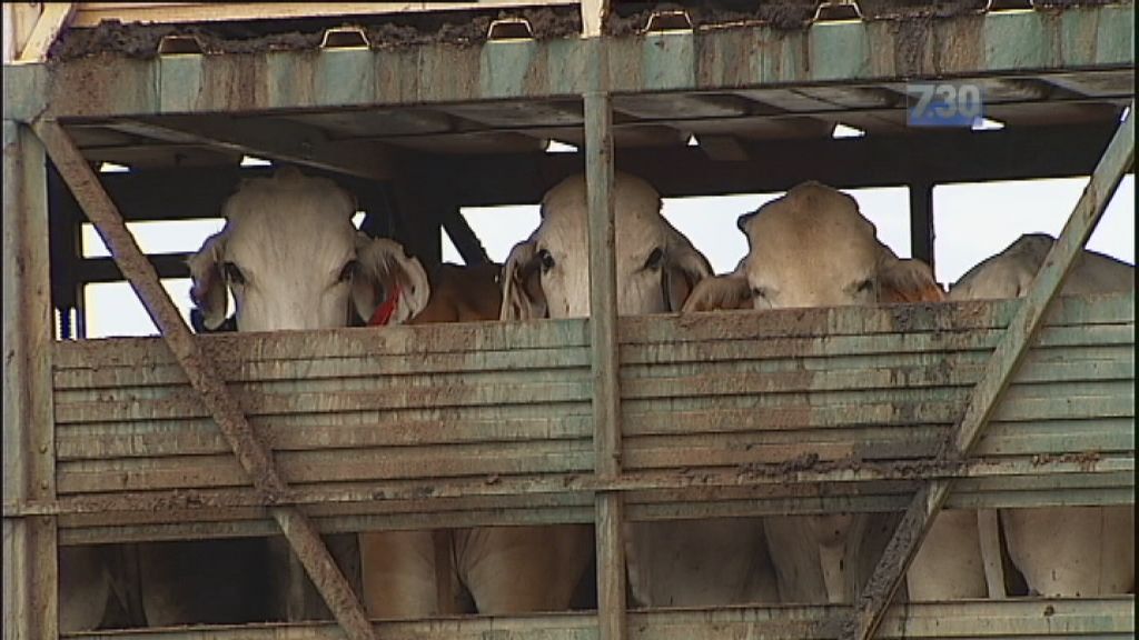 Rogue trader claims put live export industry at risk - ABC News