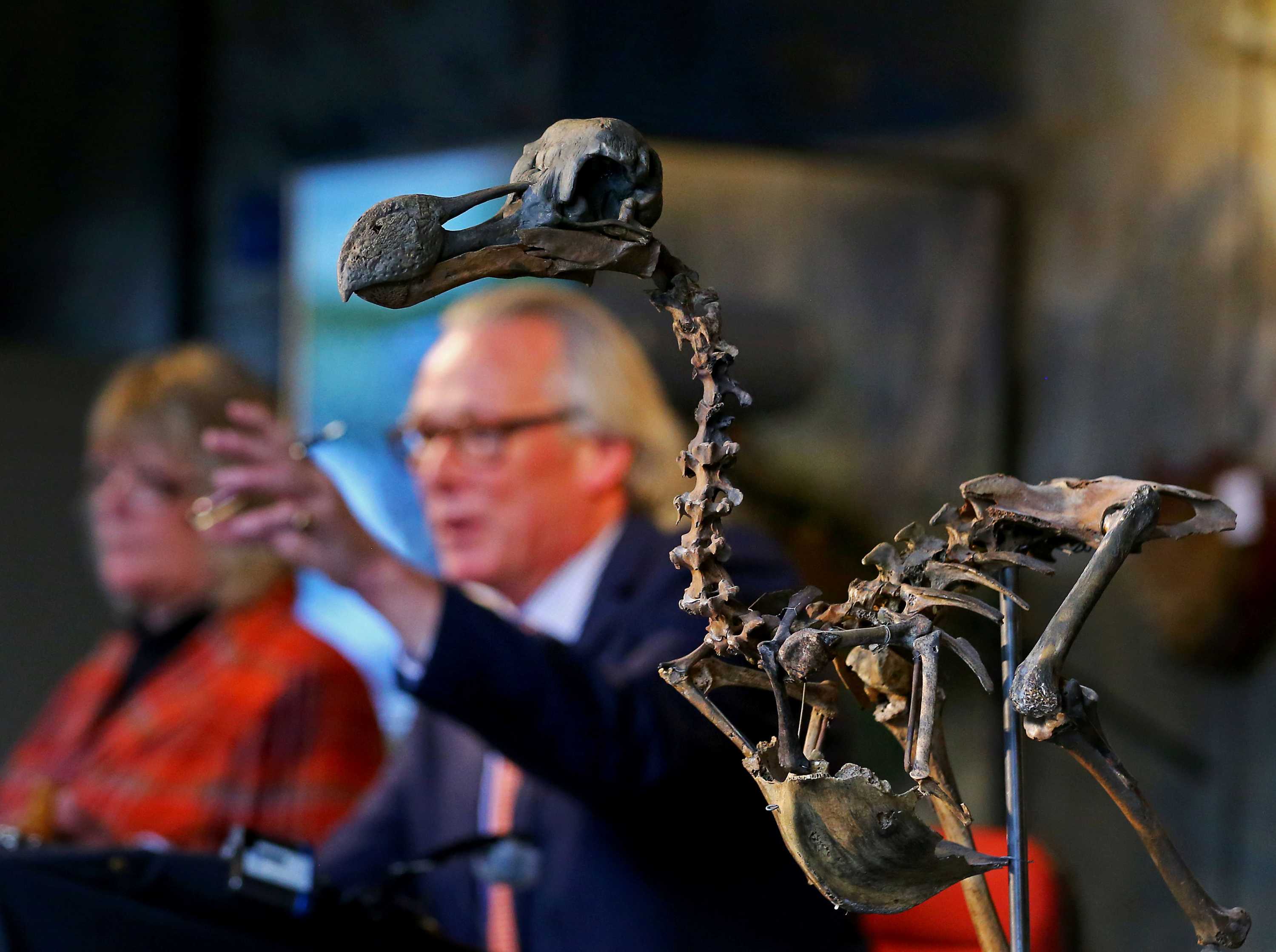 Dodo skeleton sells at 'evolution sales' auction for $470,000 - ABC News