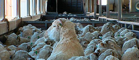 Aust, Kuwait sign deal on live animal trade - ABC News