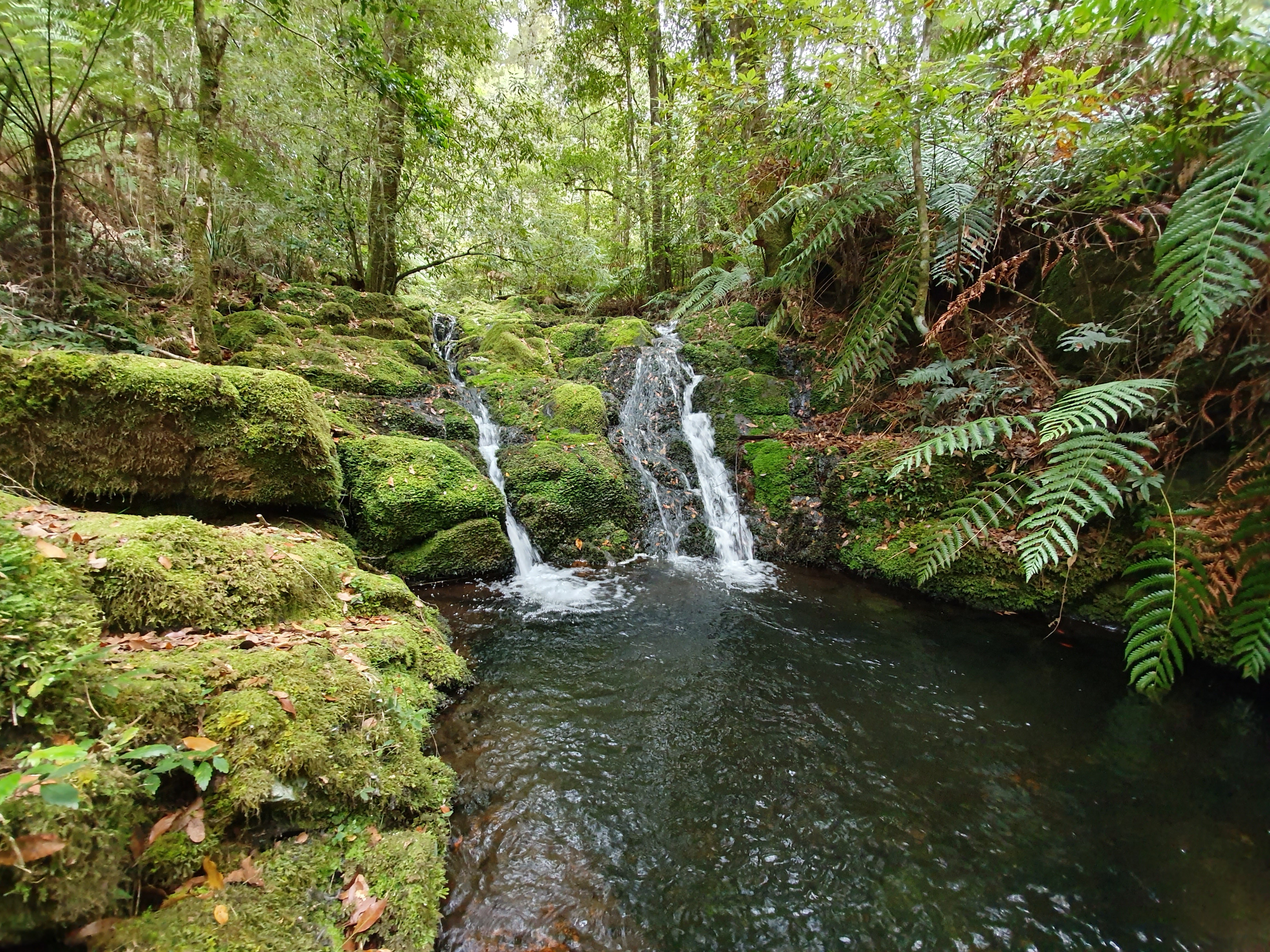 First car reached Barrington Tops a century ago. Today, it's a popular ...