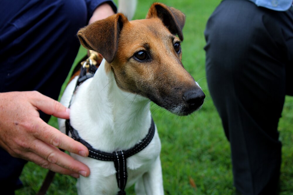 How To Hunt Rats With A Terrier