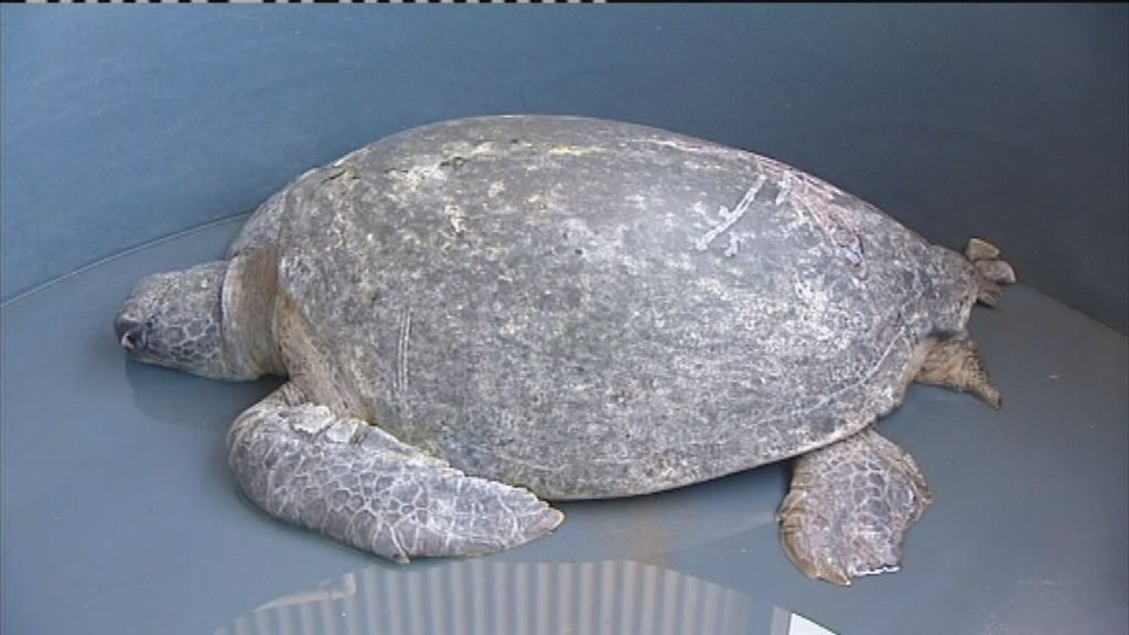 Indigenous community nurses 100-year-old turtle - ABC News