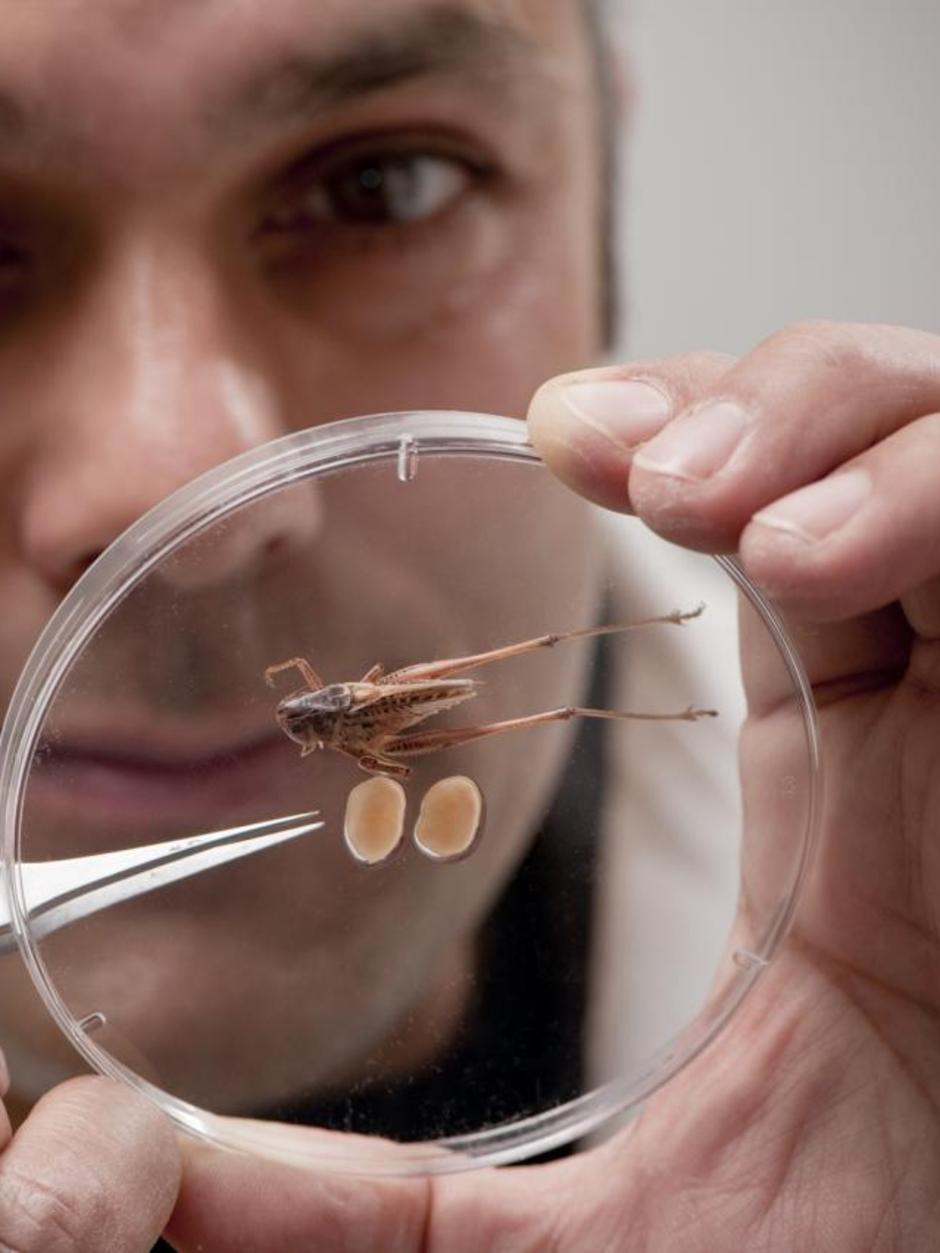 Cricket tops testes rankings - ABC News