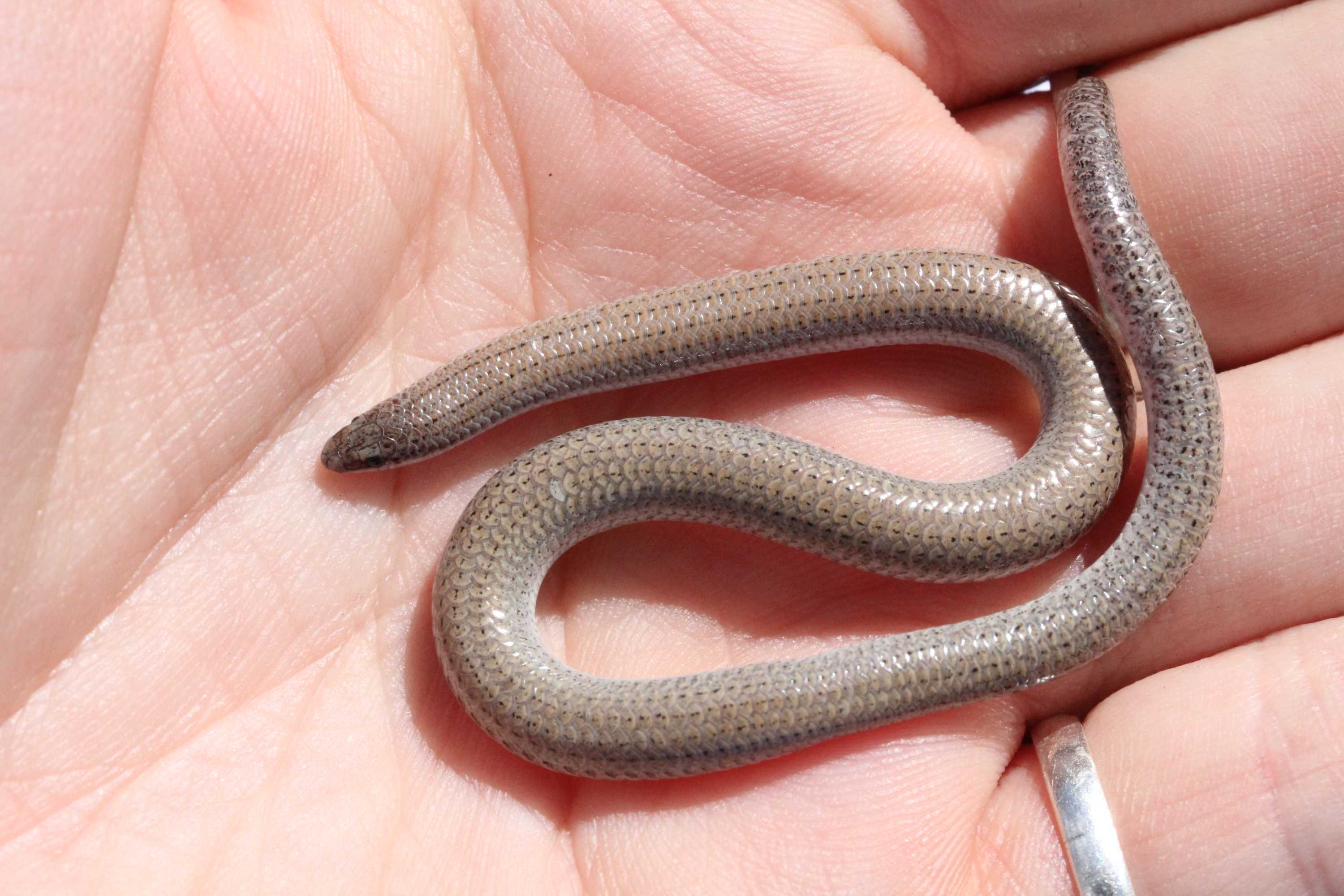 Don't be startled: I'm legless and harmless. Meet the tiny lizard that ...