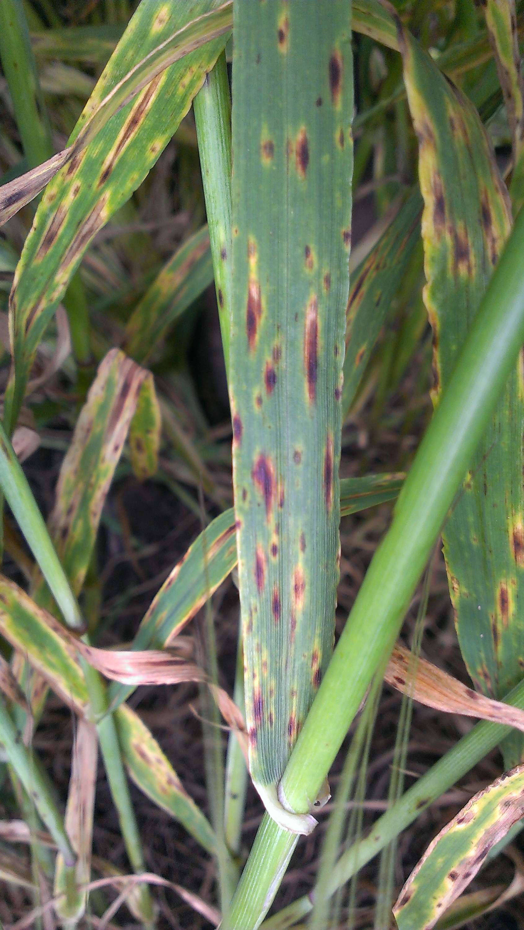 Barley growers in WA warned of net blotch disease risk - ABC News