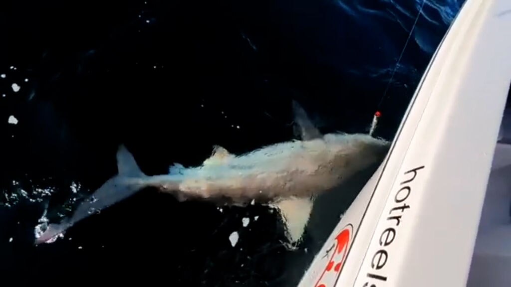 The Department of Primary Industries says shark depredation is a key ...