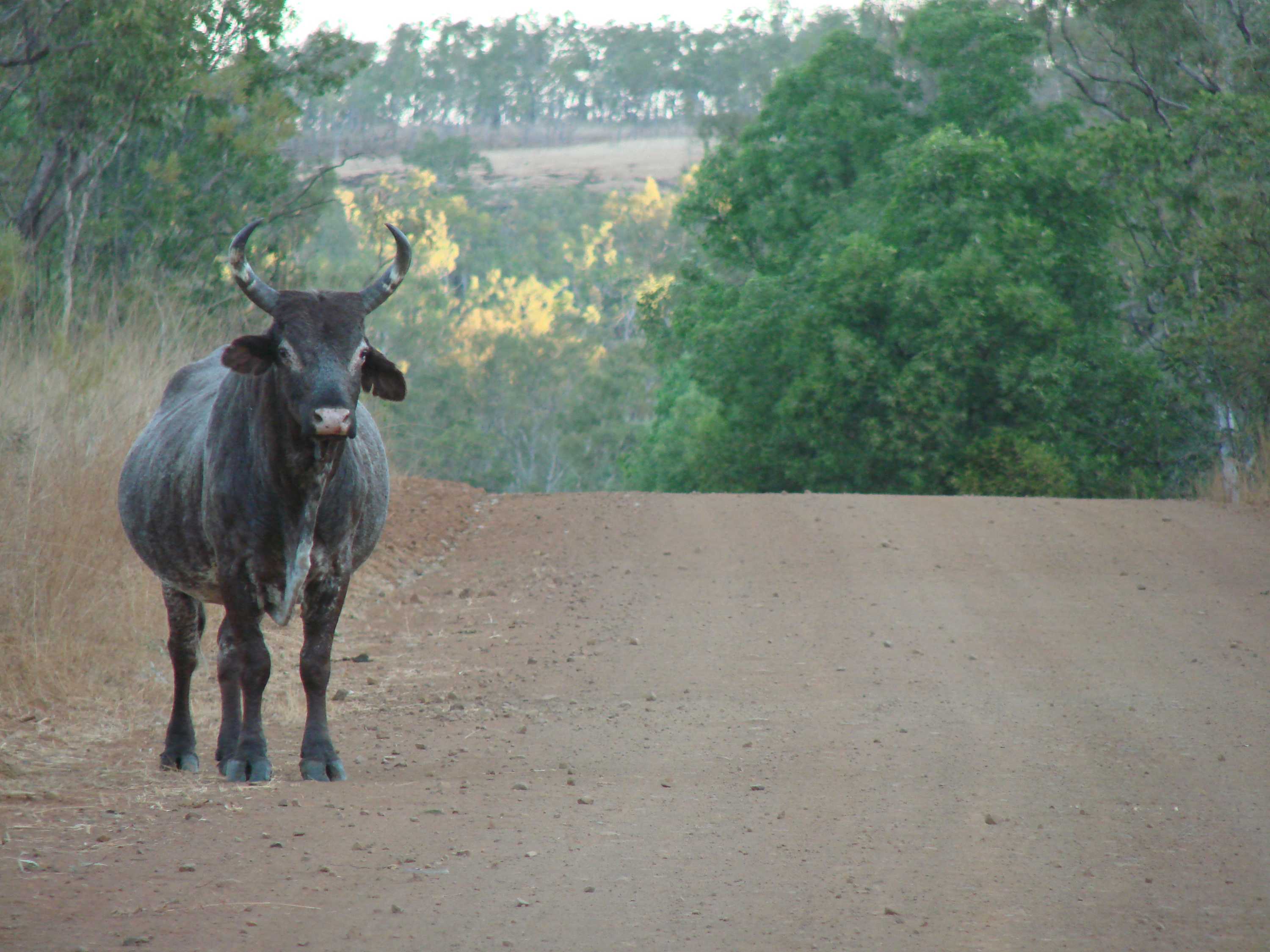 Bull catcher has one of the most dangerous jobs in the outback - ABC listen
