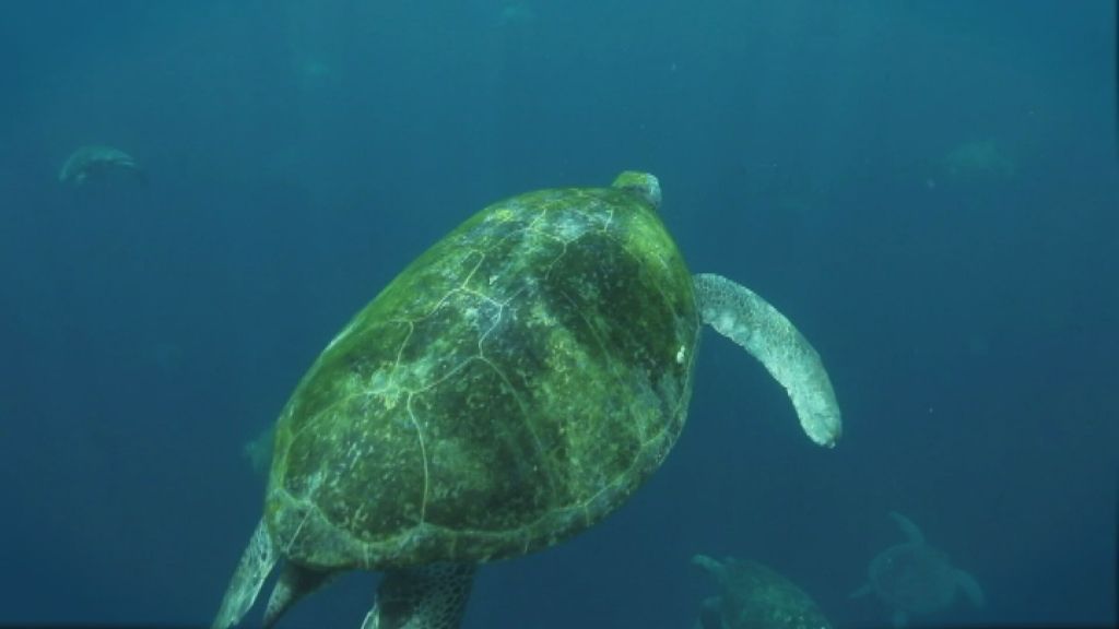 World's largest green turtle rookery off Qld under threat - ABC News