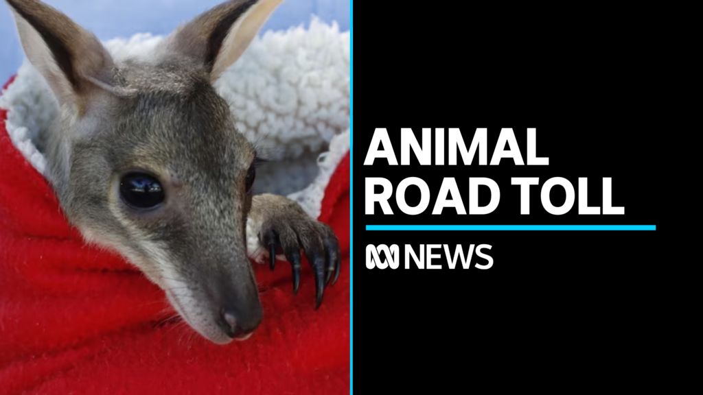 NT drivers urged to be watchful for wildlife as dry season begins - ABC ...