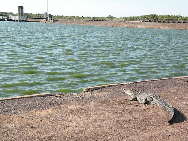 Crocodiles crawl into Darwin sewers, but official assures there'll be ...