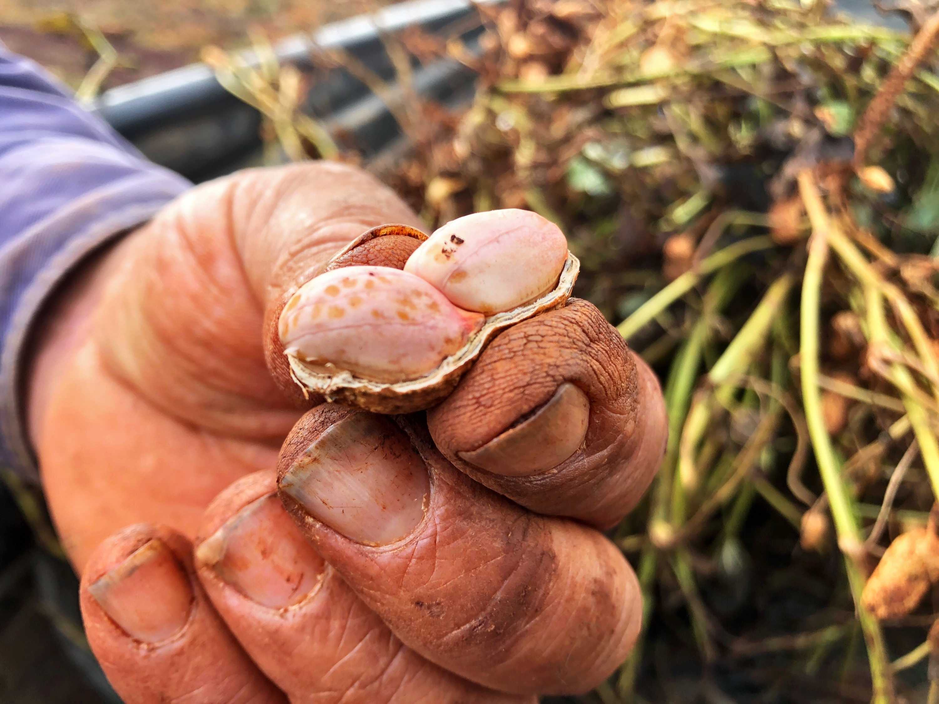 Peanuts rebound in red soil country with bumper crop and prices - ABC ...