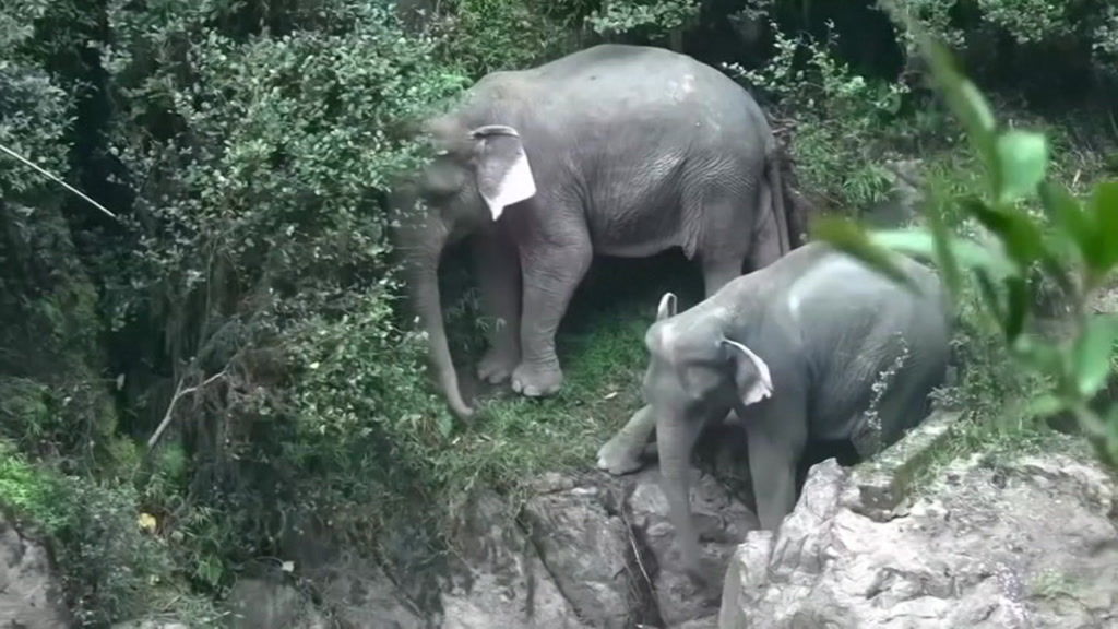Six wild elephants die after slipping off 'Hell's Abyss' waterfall in ...