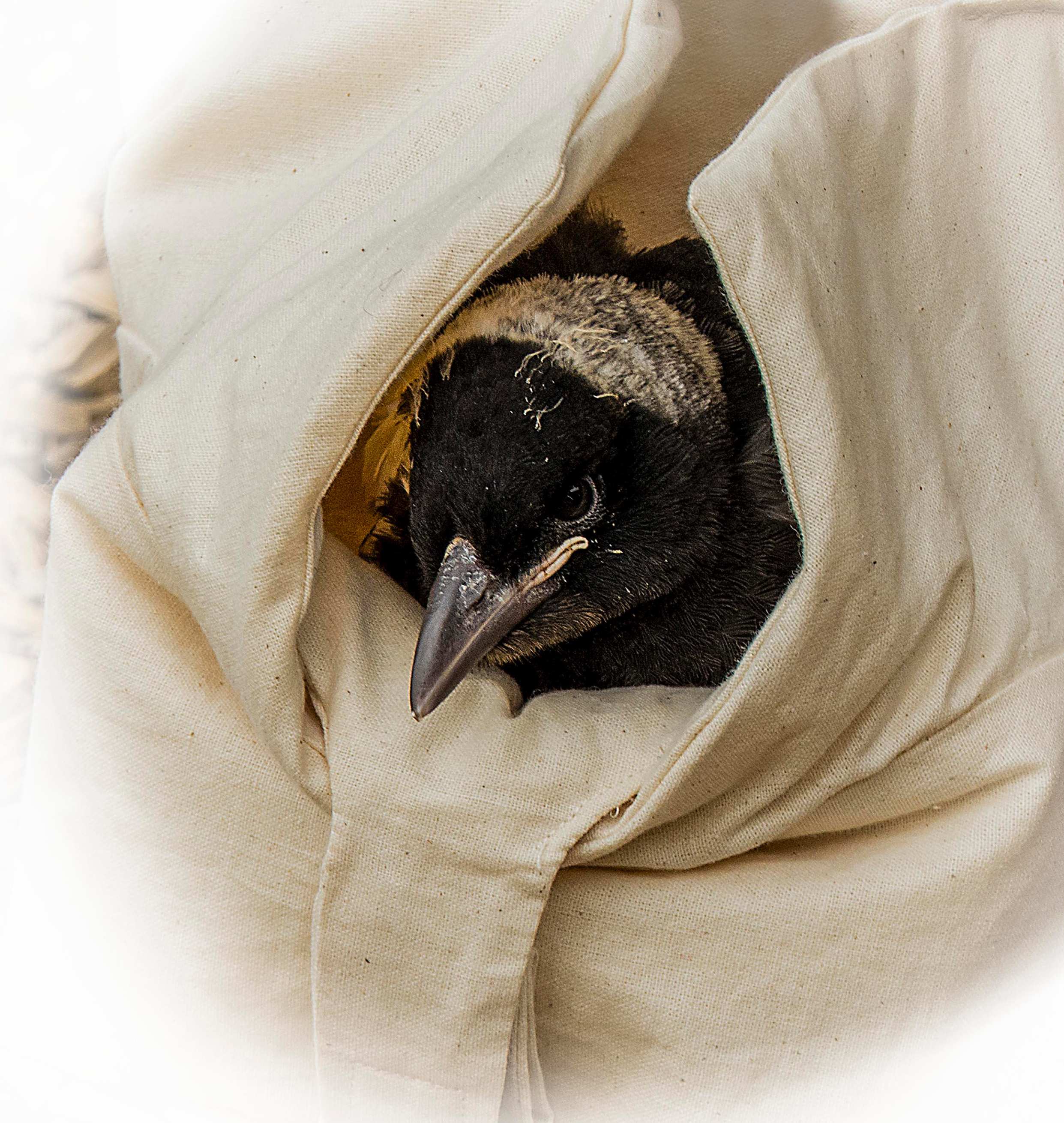 Bird rescue slings and Cameron Bloom's magpie images feature in joint ...