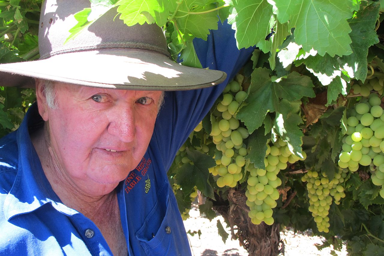 Wine, table grape growers face low prices despite high quality - ABC News