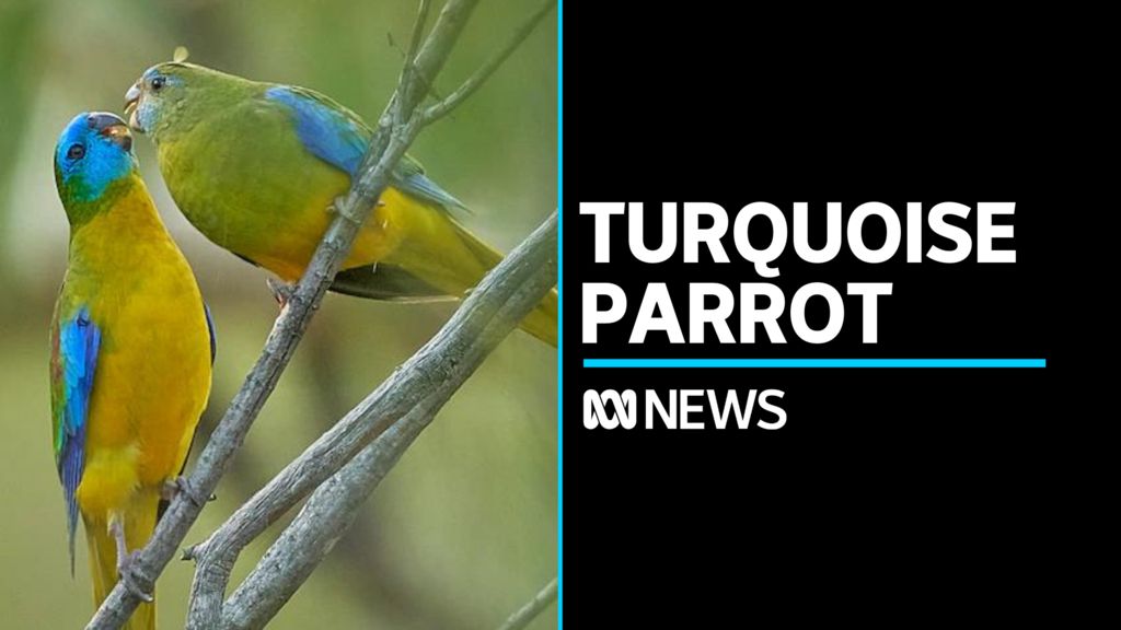 Turquoise parrots bounce back after almost becoming extinct - ABC News
