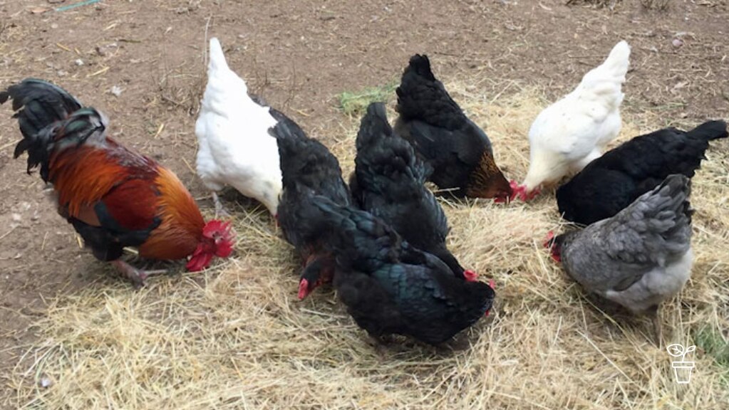 Chook Lookbook - Gardening Australia