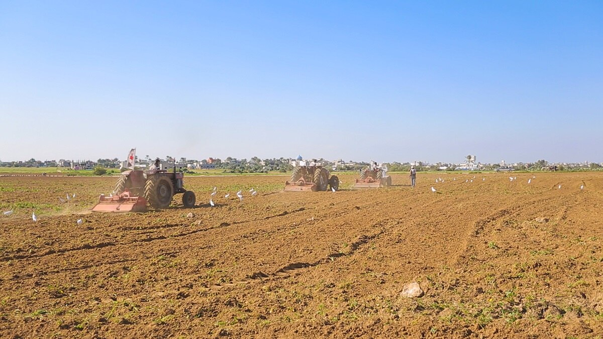 Agreement gives new hope for farmers of Palestine - ABC News