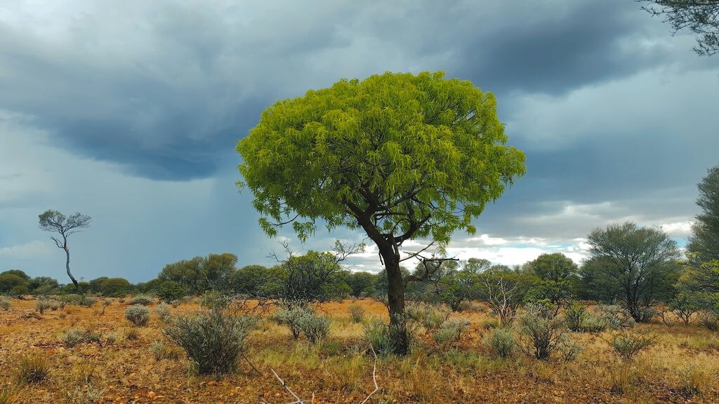 Australian Outback Plants And Trees