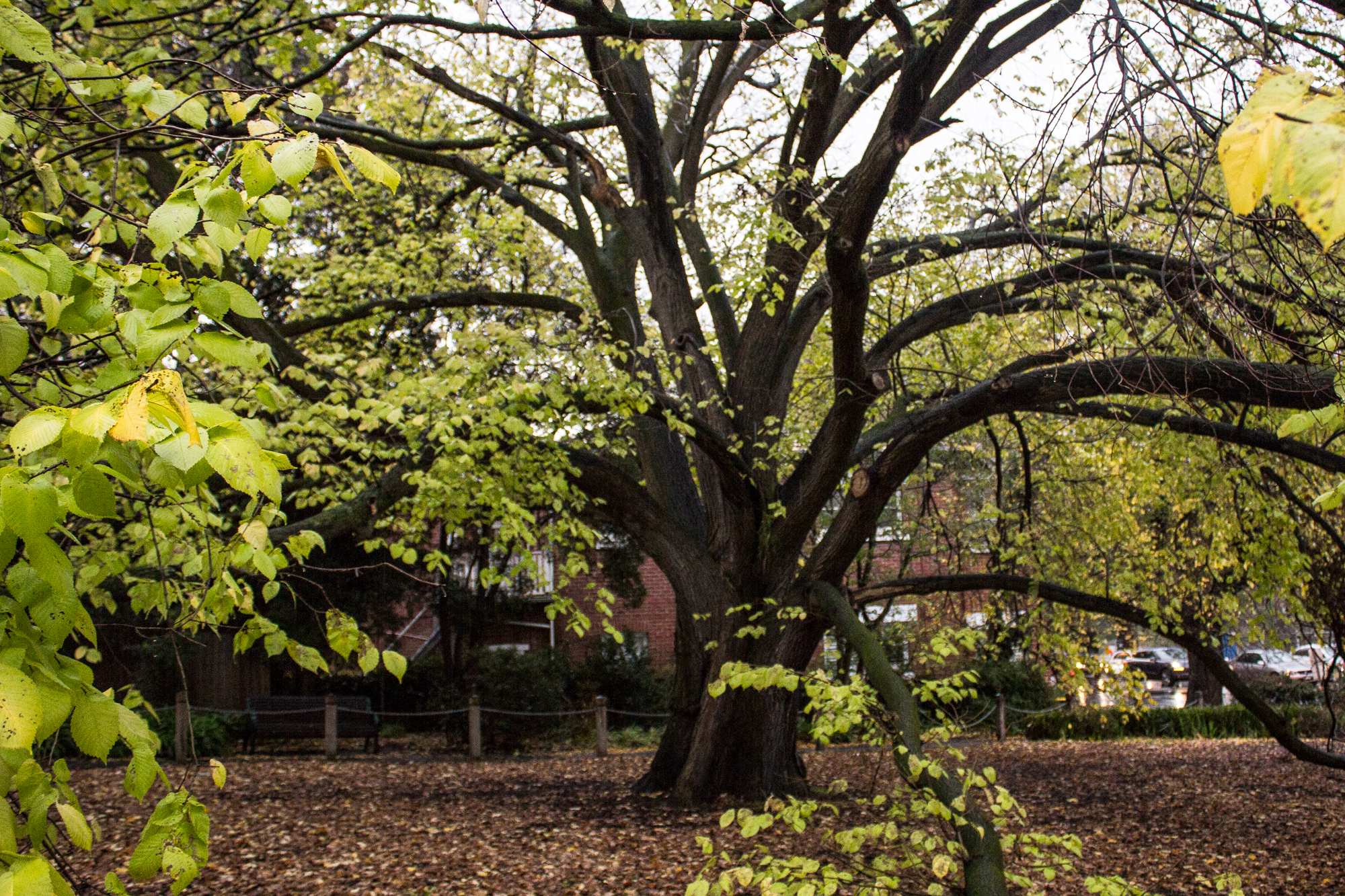 Punt Road golden elm is Melbourne's most emailed tree - ABC News