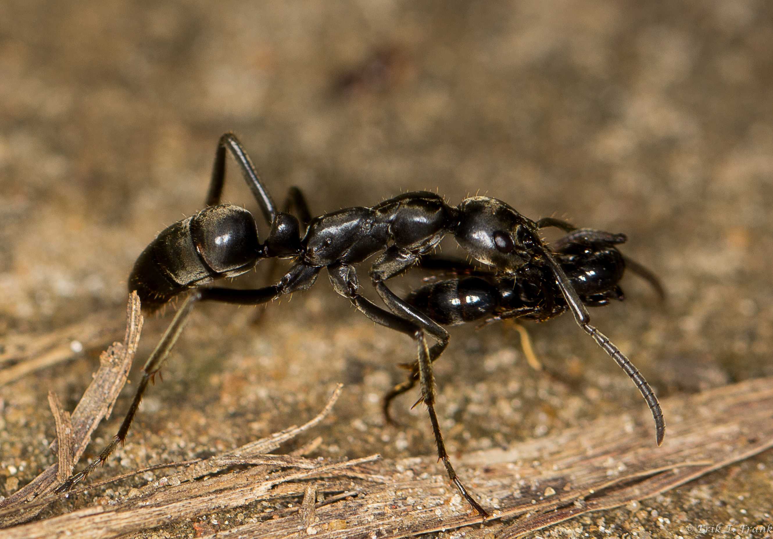 Ants rescue fallen comrades from the battlefield for emergency ...