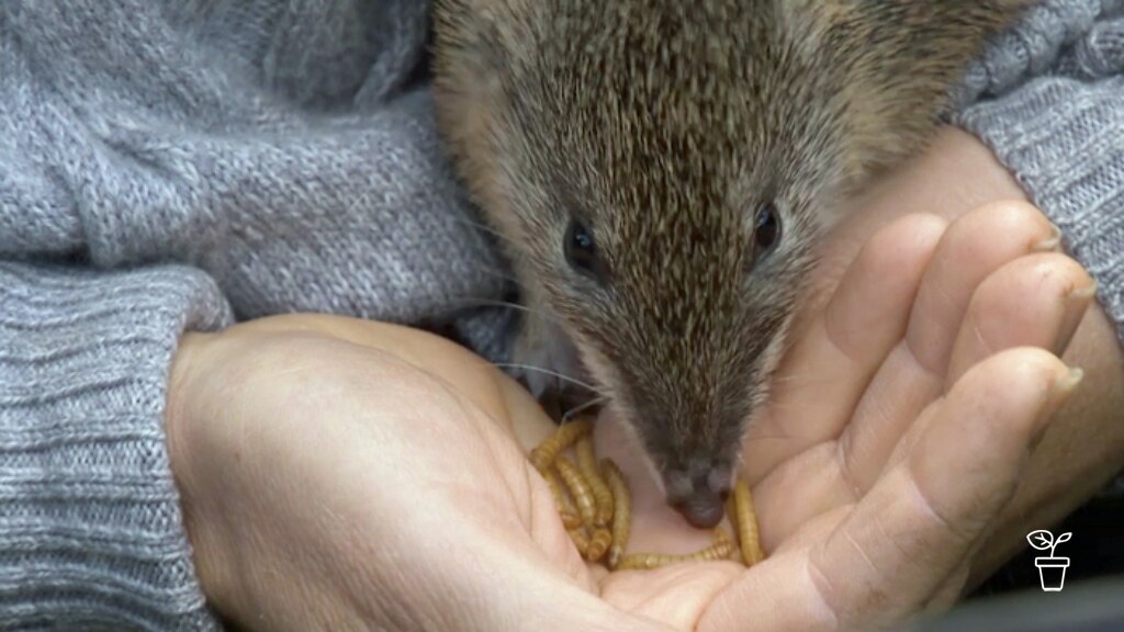 Bandicoot Bungalow - Gardening Australia