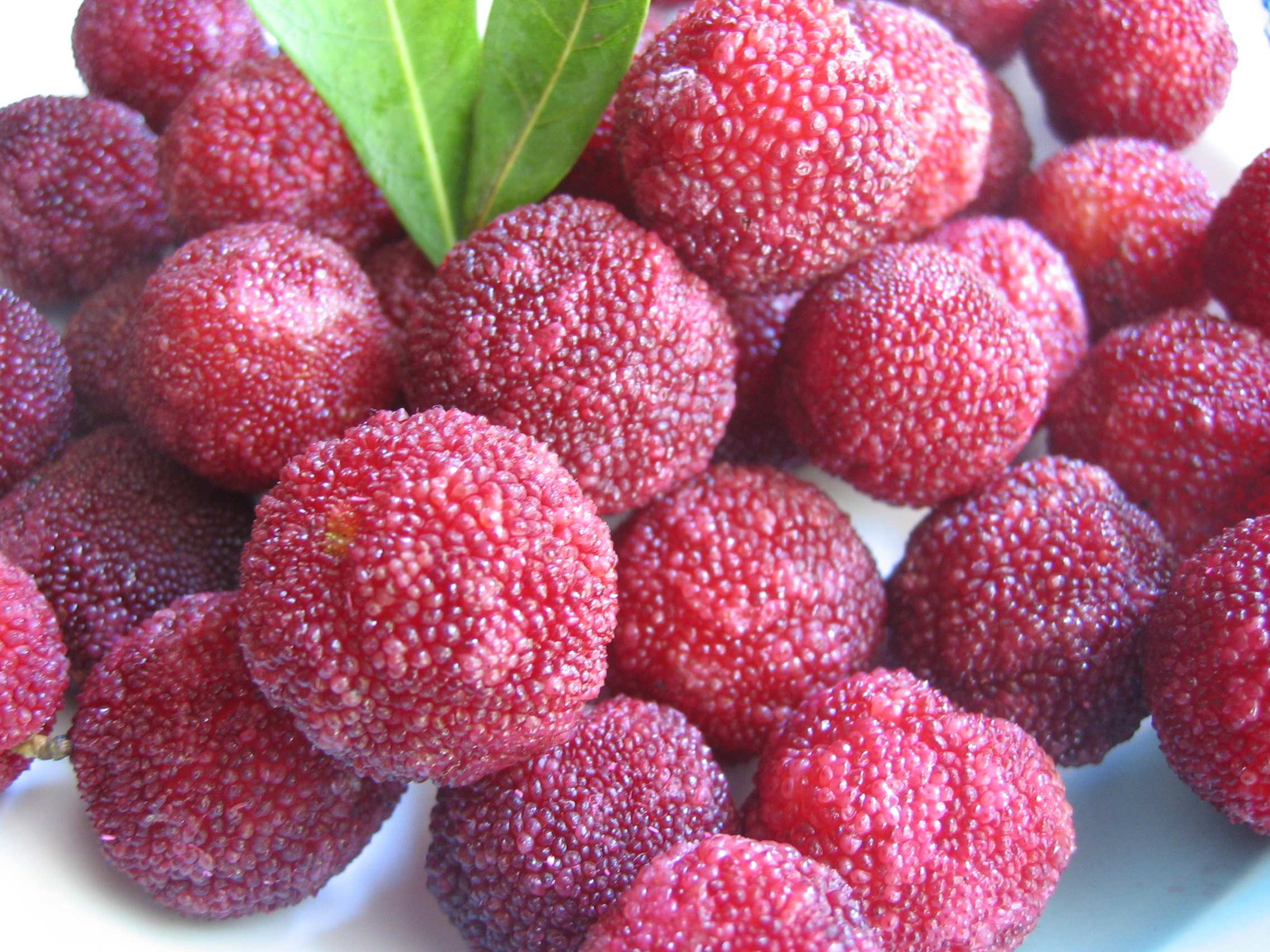 University of Queensland scientists hope China's red bayberry can be ...
